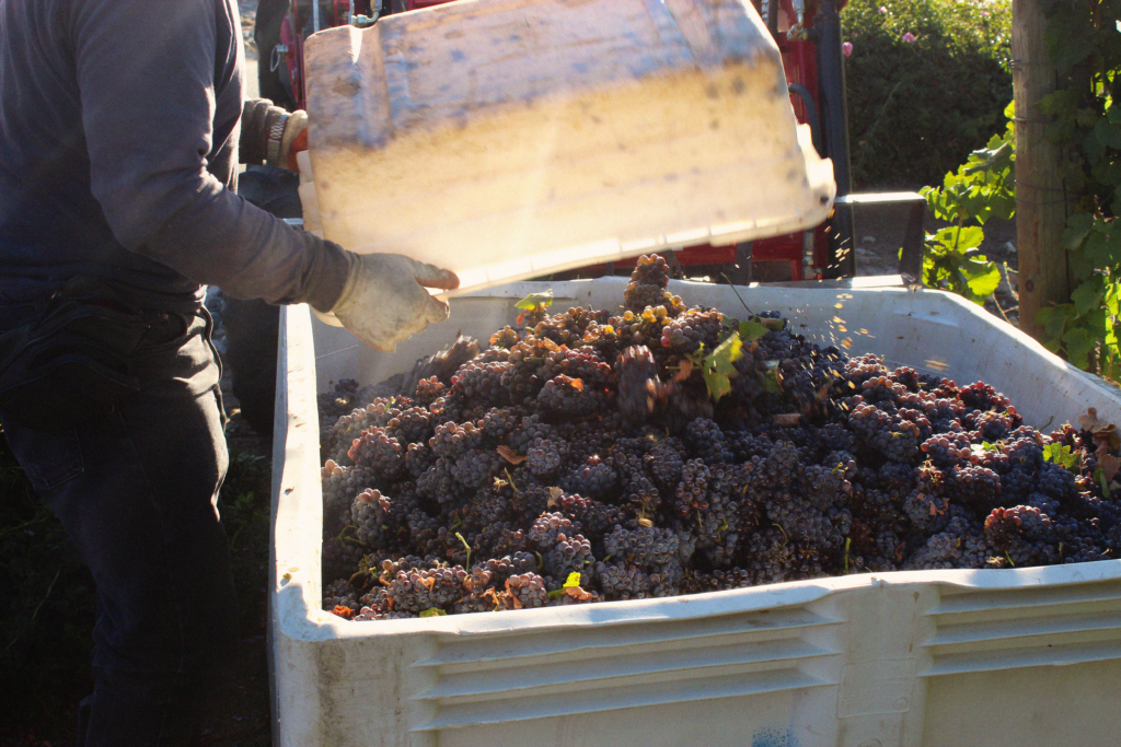 Biodynamic Wines Explained: Philosophy and Techniques - Wiens Cellars